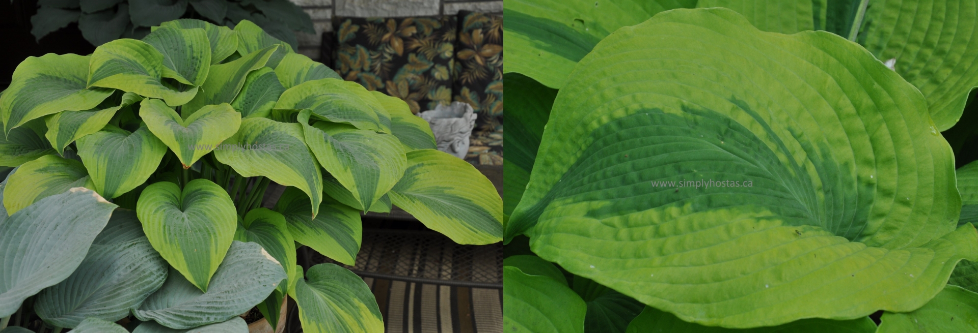 Hosta Catalogue | Giboshi Hill Hostas