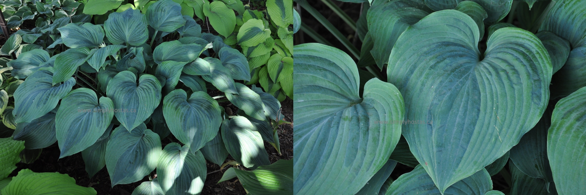 Hosta Catalogue | Giboshi Hill Hostas